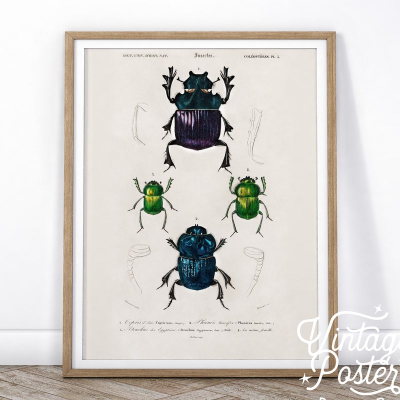 Bug Prints - Etsy