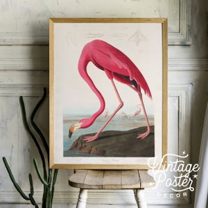 Flamingo Print, Antique Bird Painting, Pink Flamingo, Farmhouse Decor ...