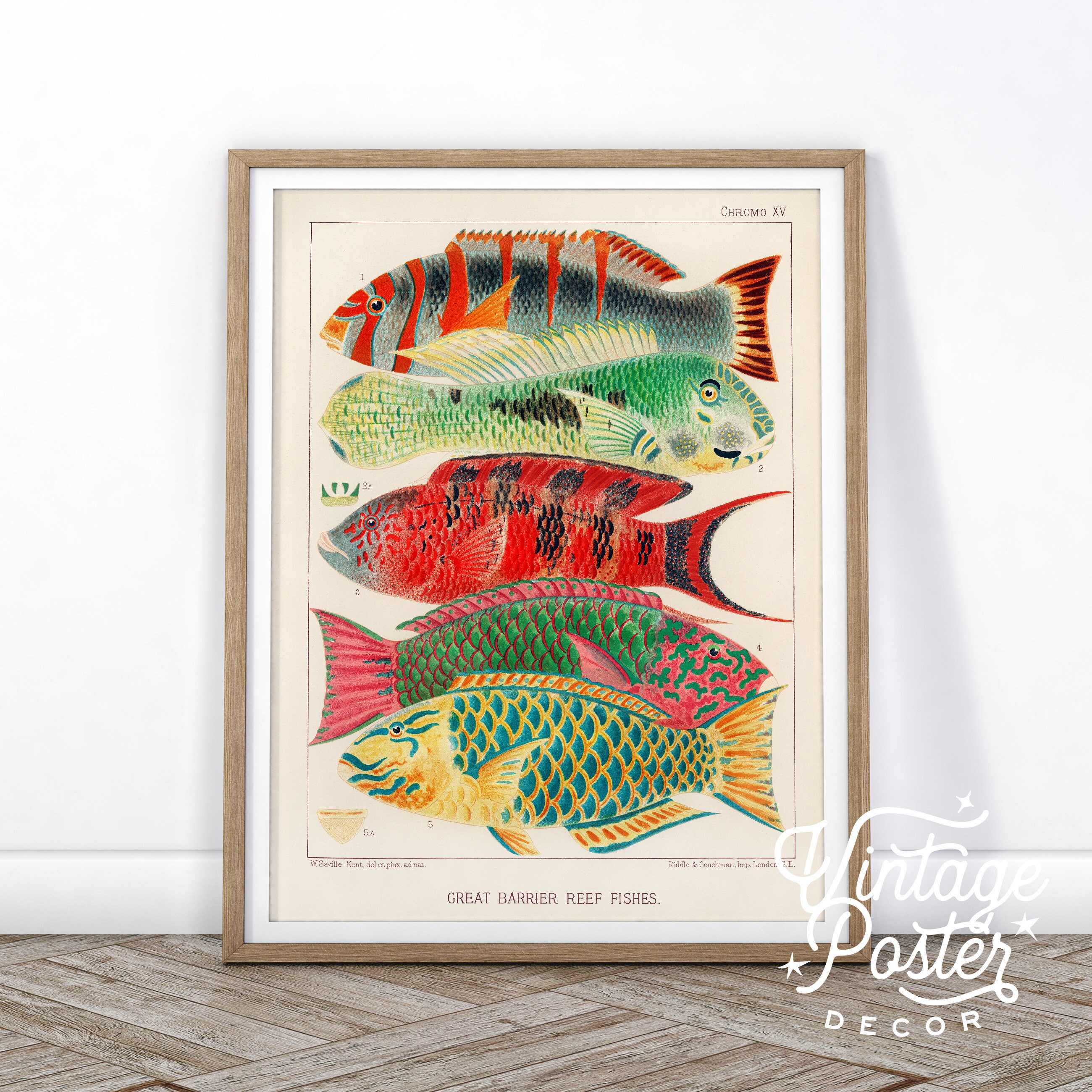 Beach Wall Decor, Vintage Fish Poster, Ocean Animal Print, Sea Life ...