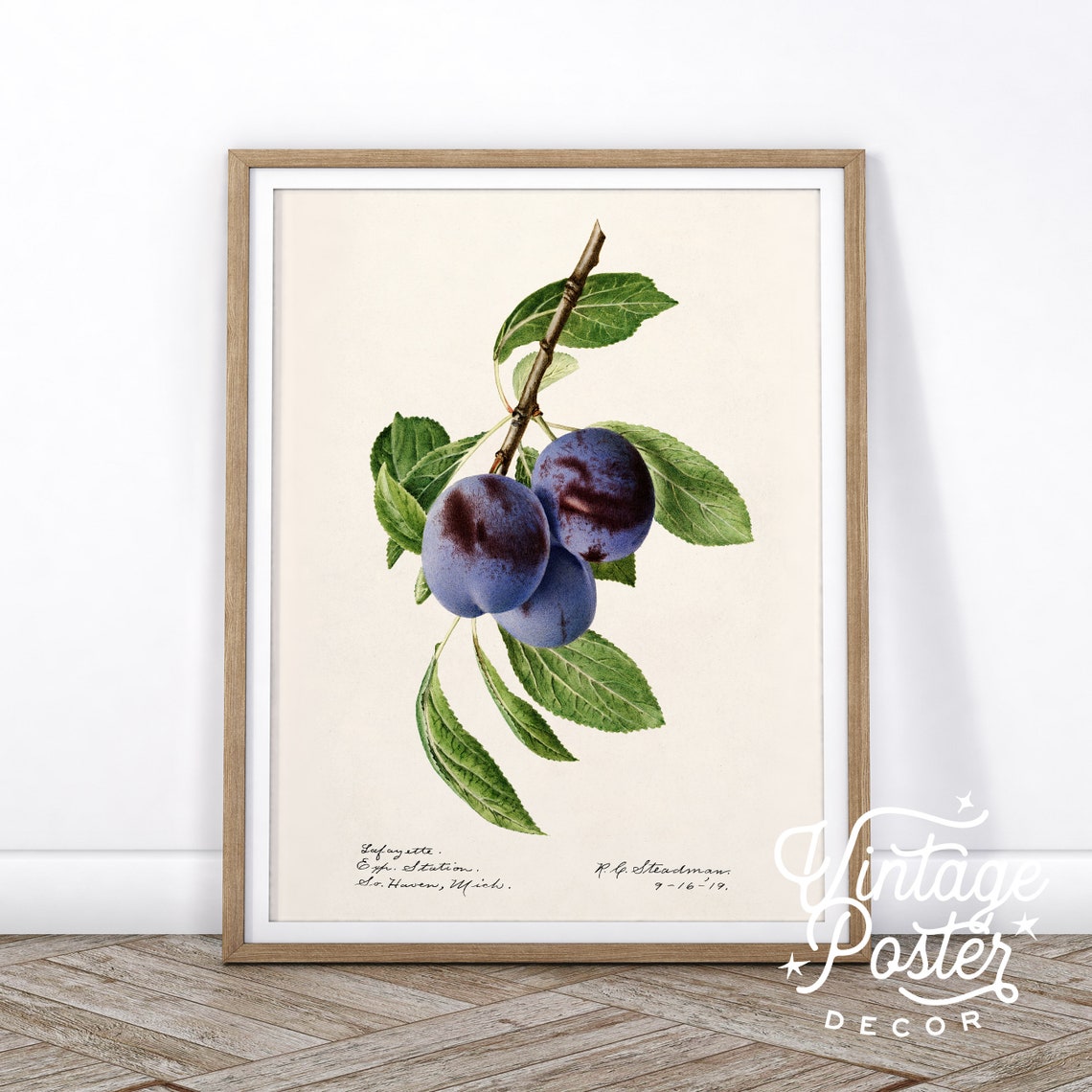 Blueberry Print Vintage Fruit Poster Botanical Fruit - Etsy