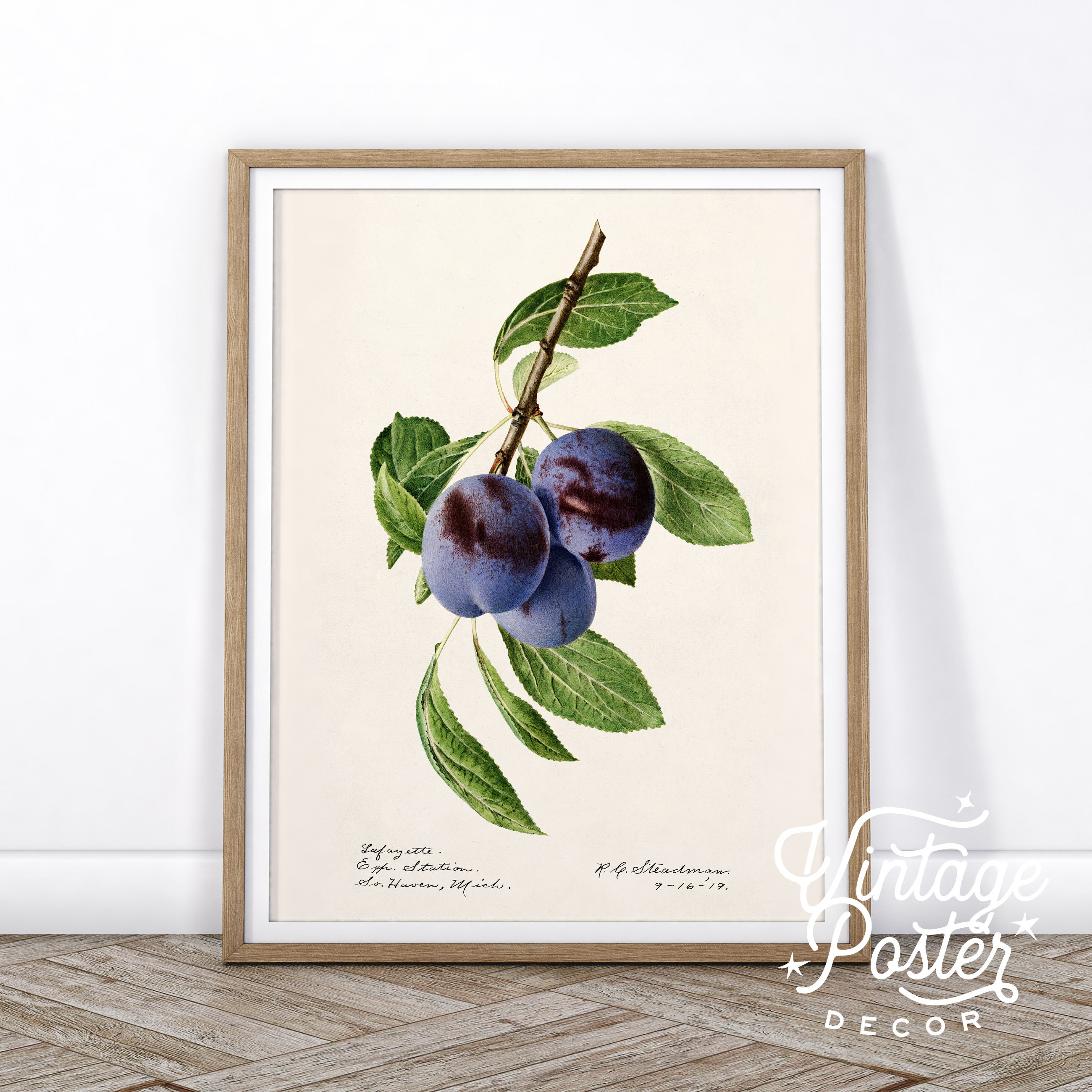 Vintage Blueberry Print, Botanical Fruit Poster, Kitchen Decor - Etsy