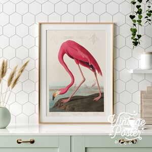Flamingo Print, Antique Bird Painting, Pink Flamingo, Farmhouse Decor ...
