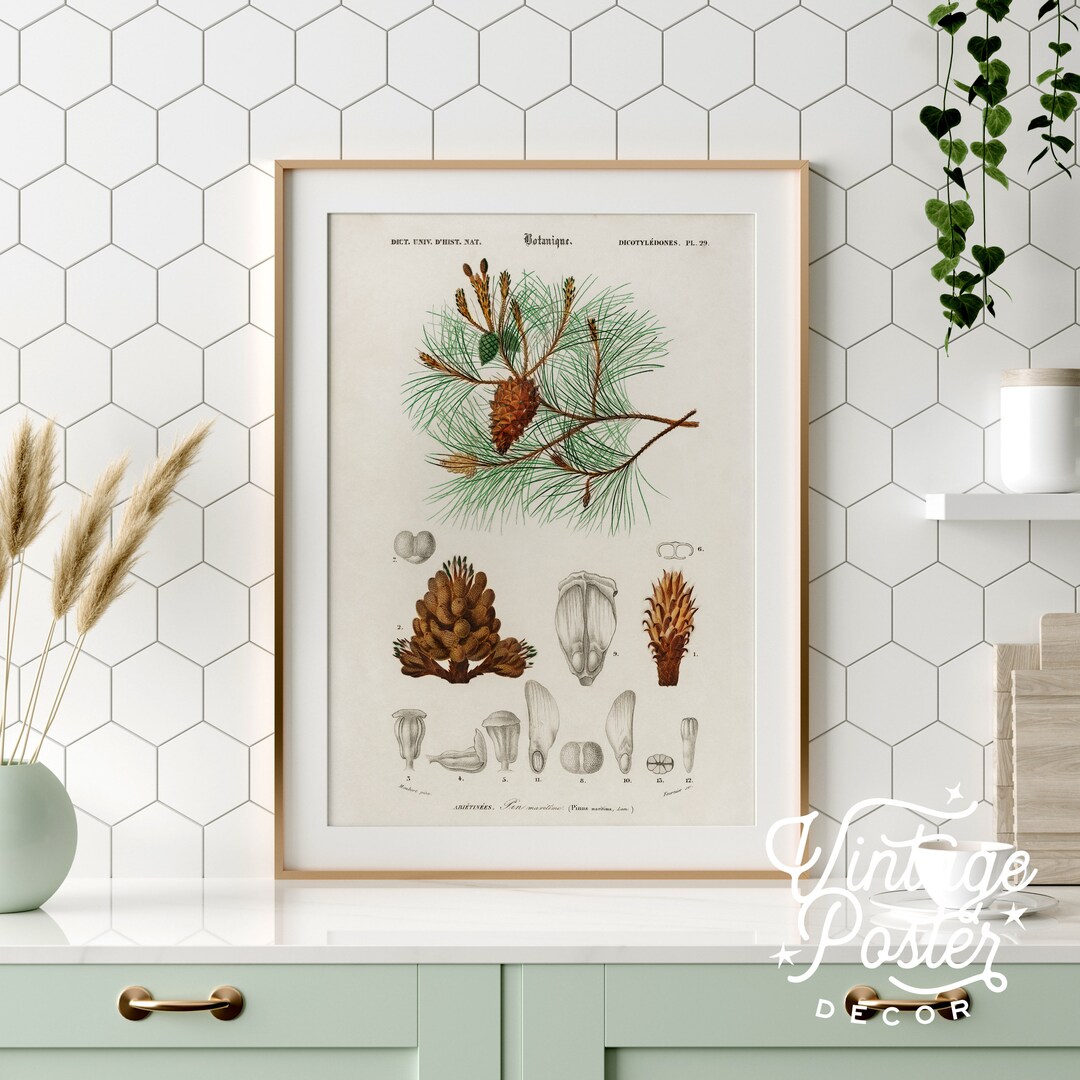 Botanical Pine Tree Poster, Scots Pine Cone, Vintage Wall Art - Etsy
