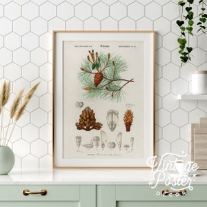 Botanical Pine Tree Poster, Scots Pine Cone, Vintage Wall Art - Etsy
