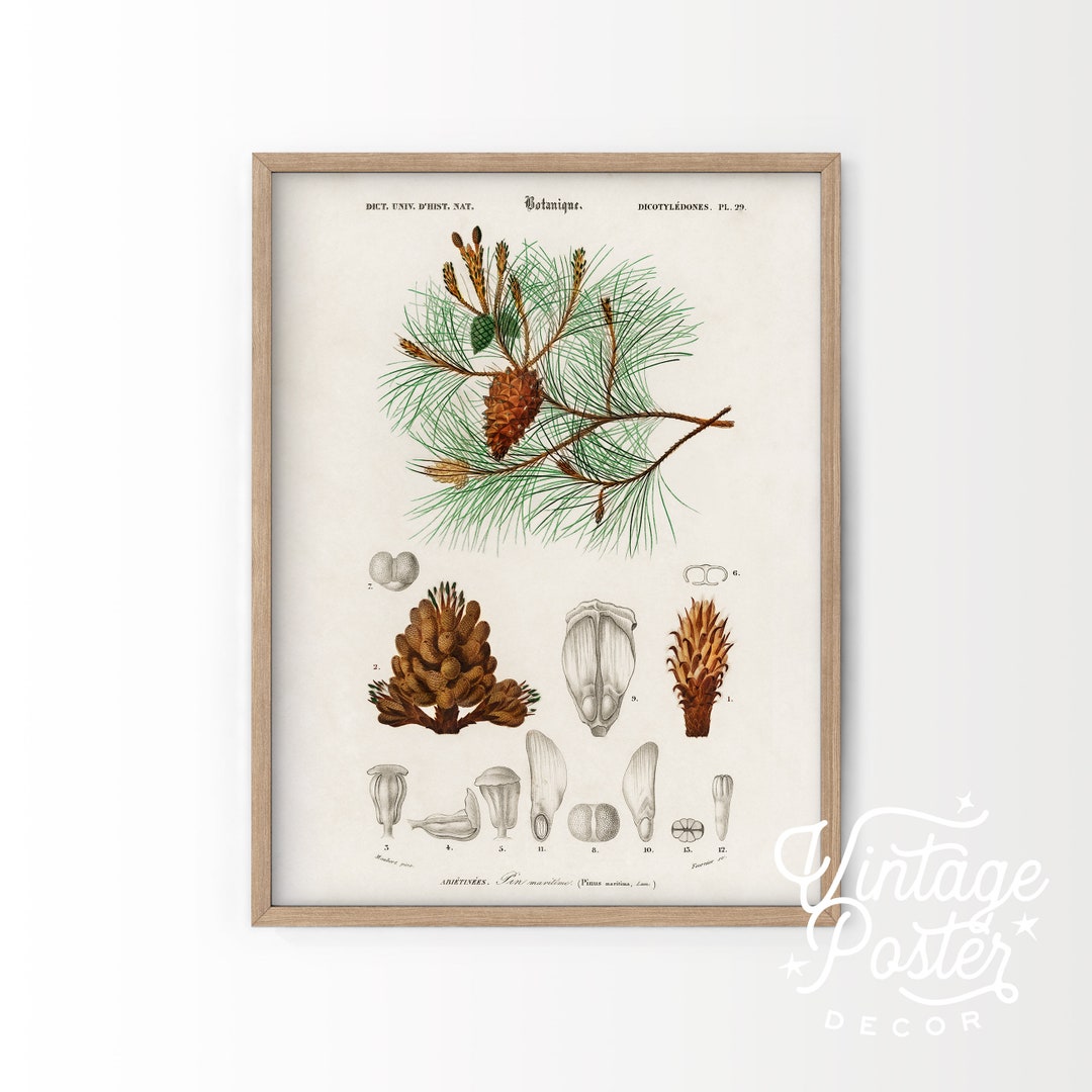 Botanical Poster Pine Tree Wall Art Pinus Sylvestris Scots - Etsy