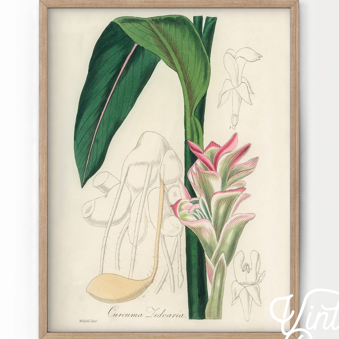 Vintage Botanical Print, Rustic Farmhouse Floral Wall Art - Etsy