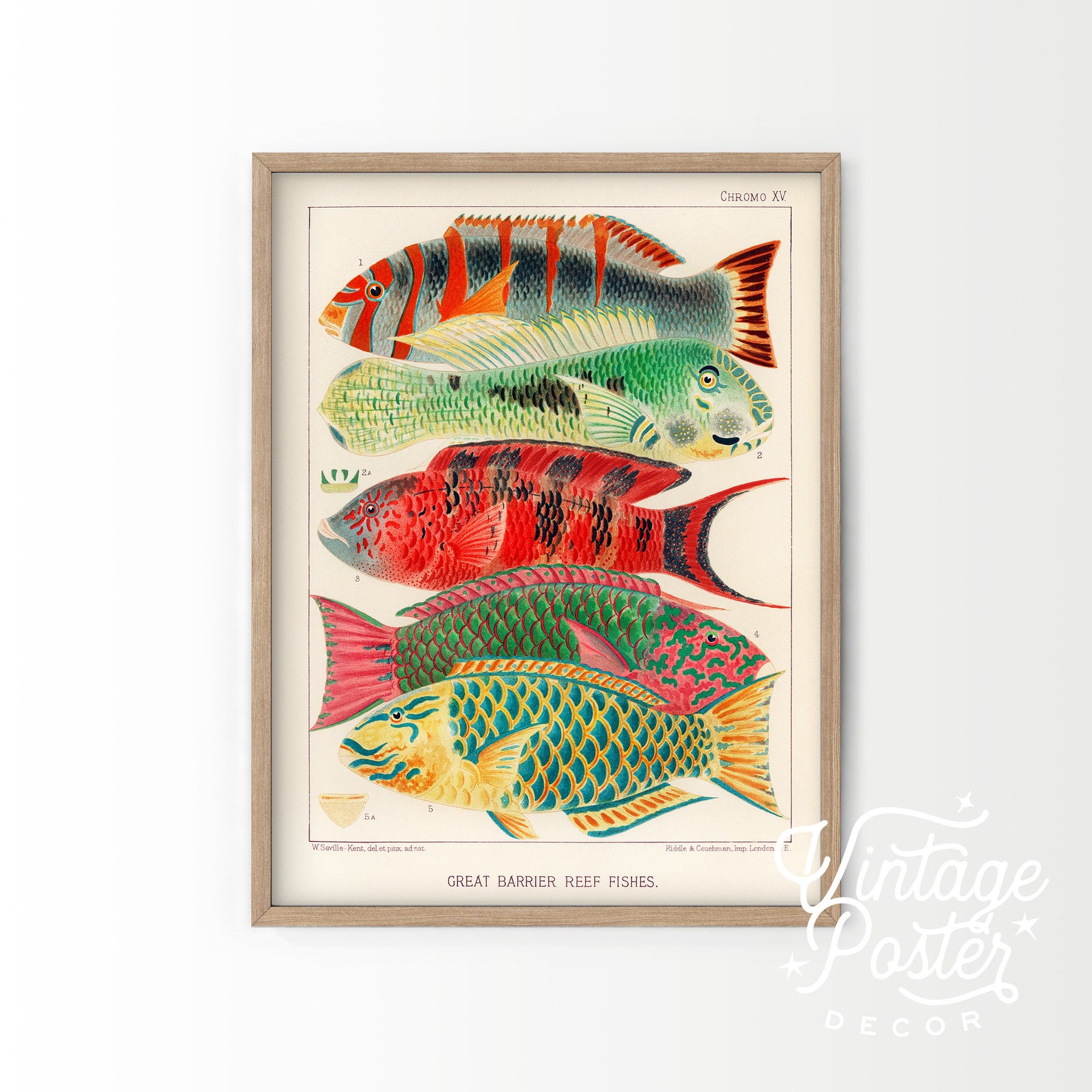 Beach Wall Decor Vintage Fish Poster Ocean Animal Print Sea - Etsy