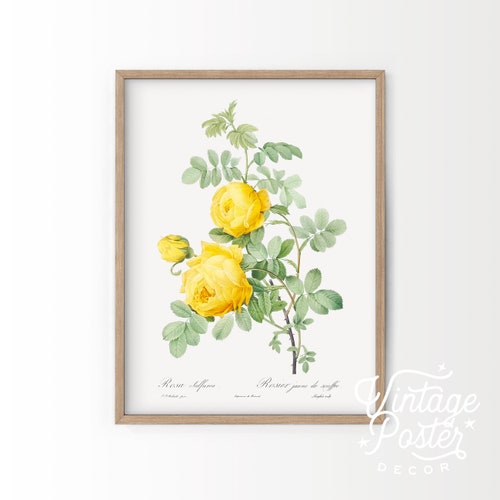 Yellow Rose Flower Yellow Rose Art Print Flower Wall - Etsy