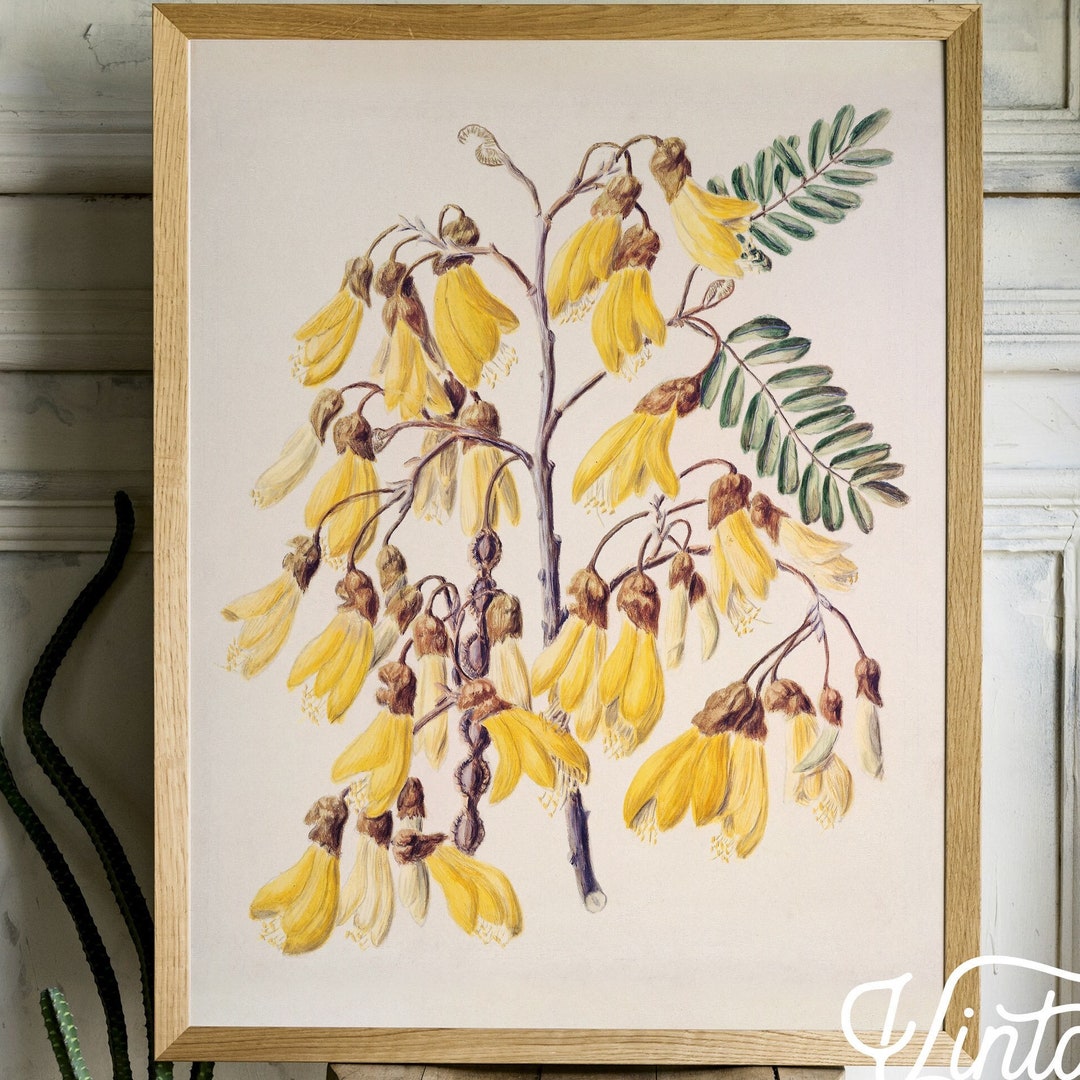 Floral Art Print, Botanical Flower, Yellow Flower Drawing, Antique ...