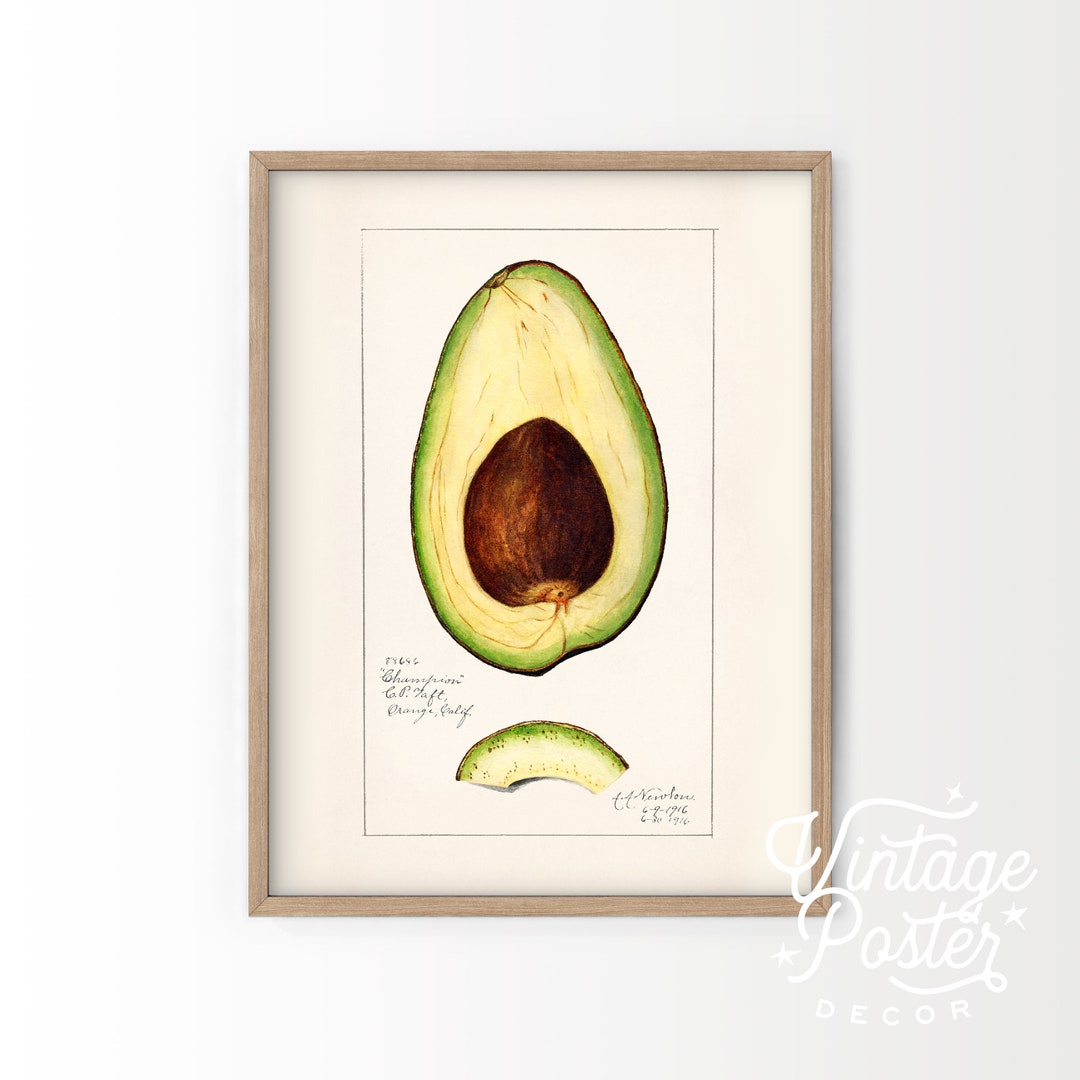 Avocado Print Vintage Avocado Poster Botanical Fruit - Etsy Canada