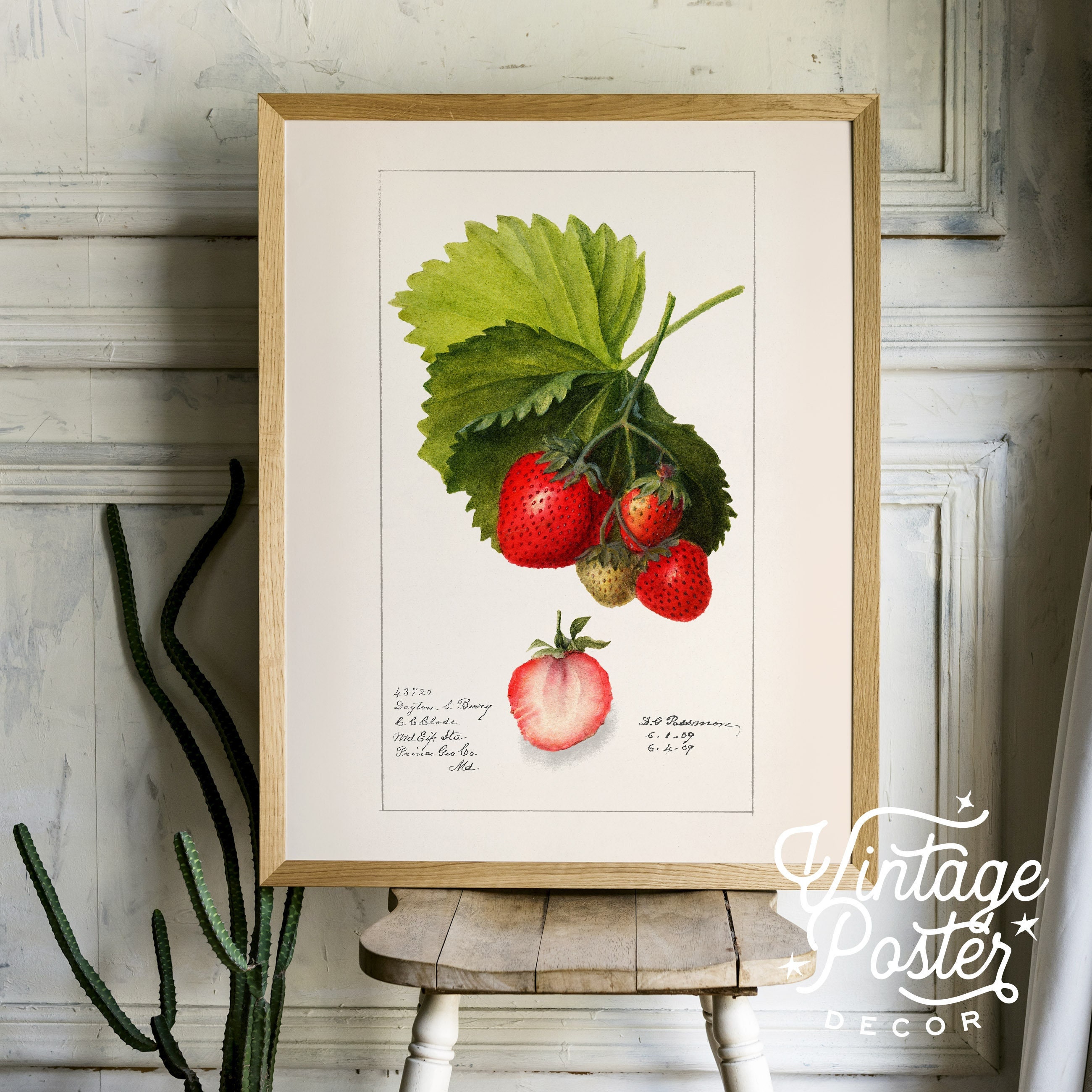 Strawberry Print Vintage Fruit Poster Botanical Fruit - Etsy