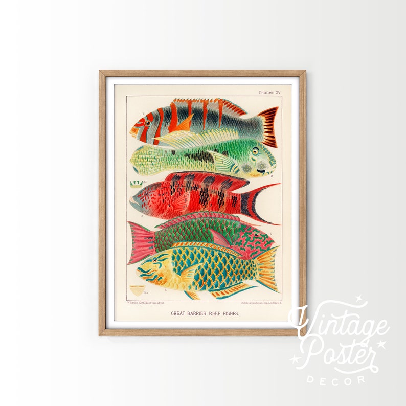 Beach Wall Decor, Vintage Fish Poster, Ocean Animal Print, Sea Life ...