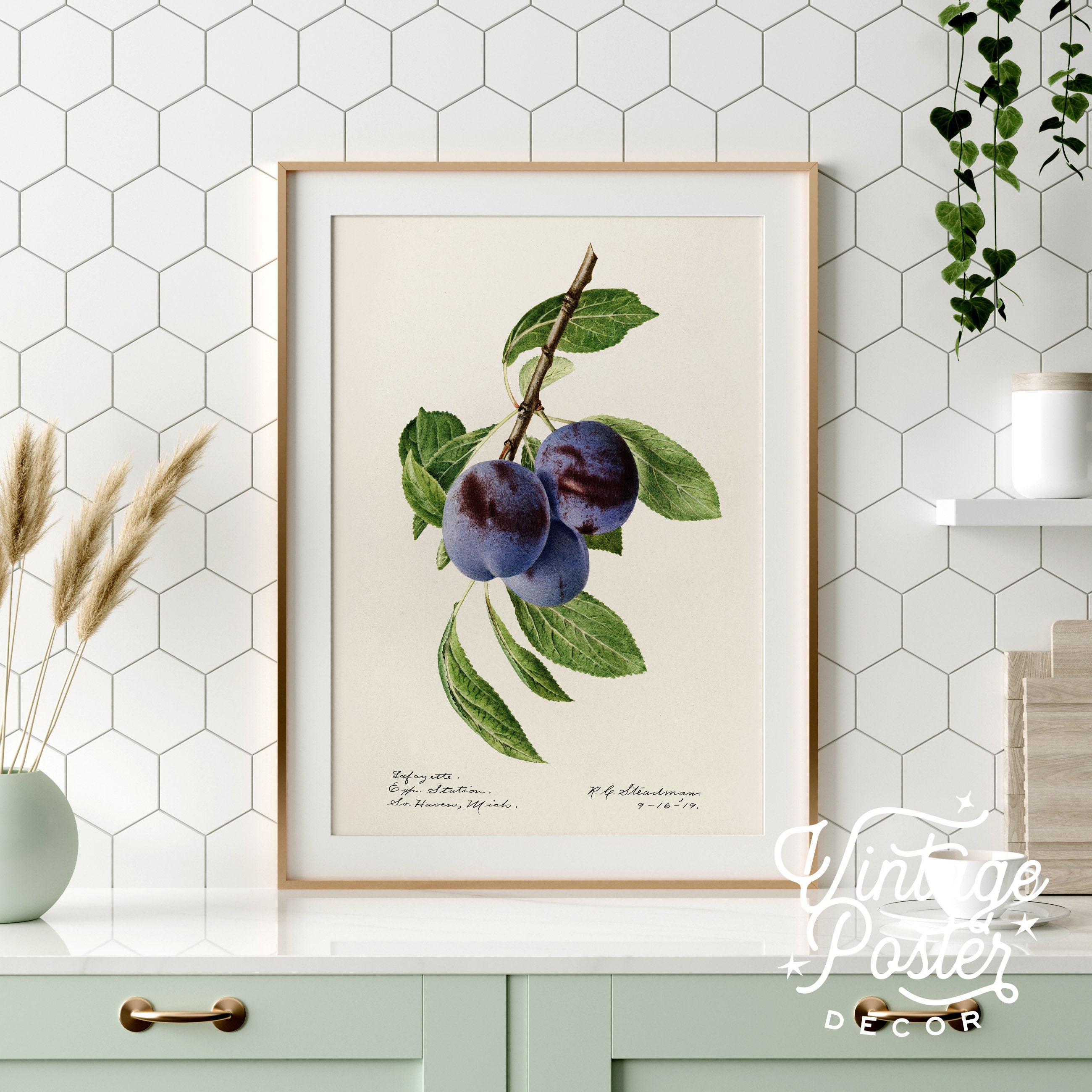 Blueberry Print Vintage Fruit Poster Botanical Fruit - Etsy