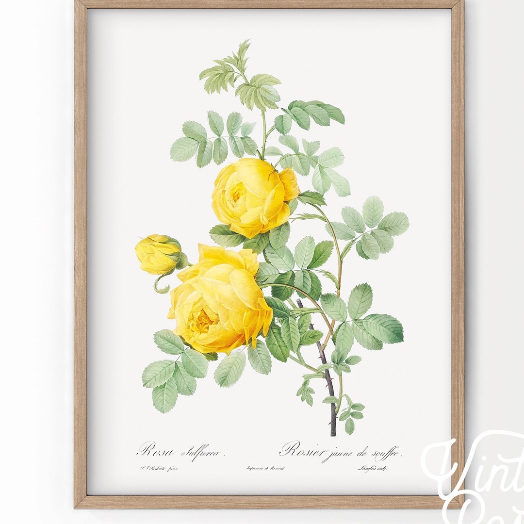 Botanical Print, Yellow Rose Botanical, Flower Wall Art, Redoute Roses ...