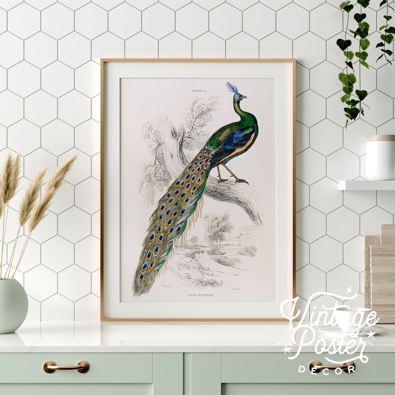 Vintage Peacock Print, Antique Bird Painting, Blue Wall Decor - Etsy