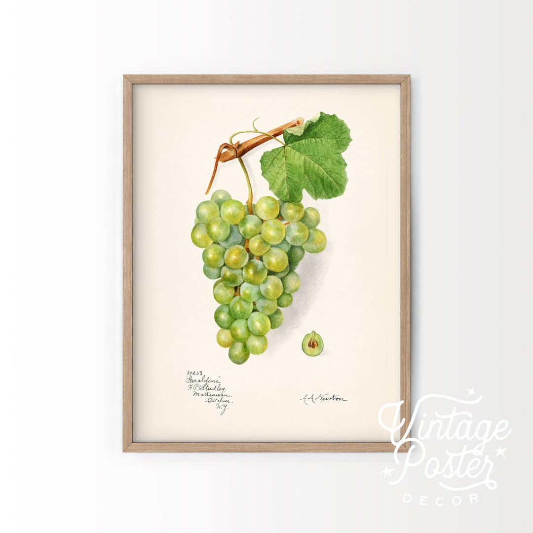 Vintage Grape Print, Botanical Kitchen Art, Minimalist Decor - Etsy