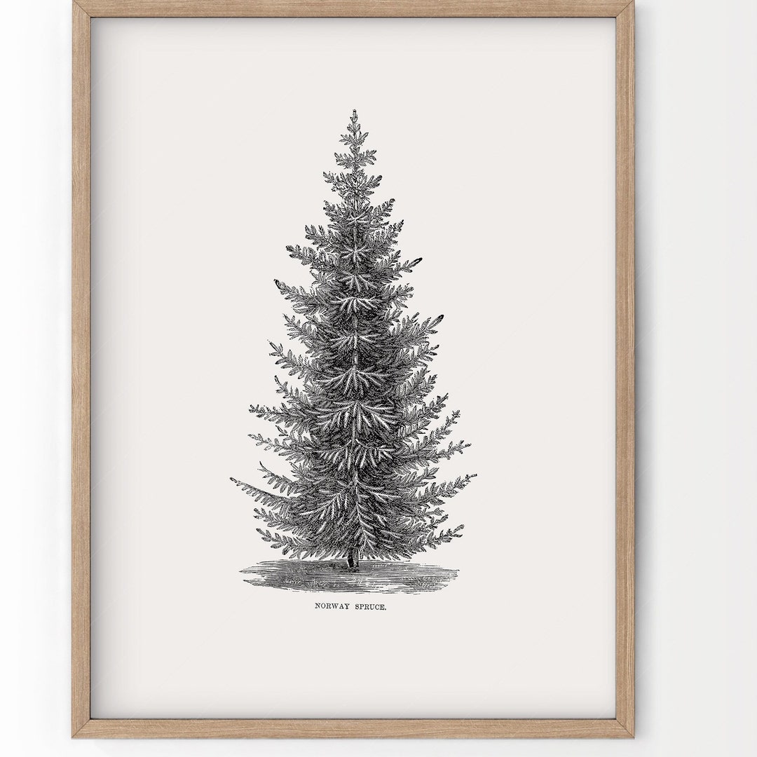 Norway Spruce Tree, Botanical Print, Forest Poster, Winter Tree Photo ...