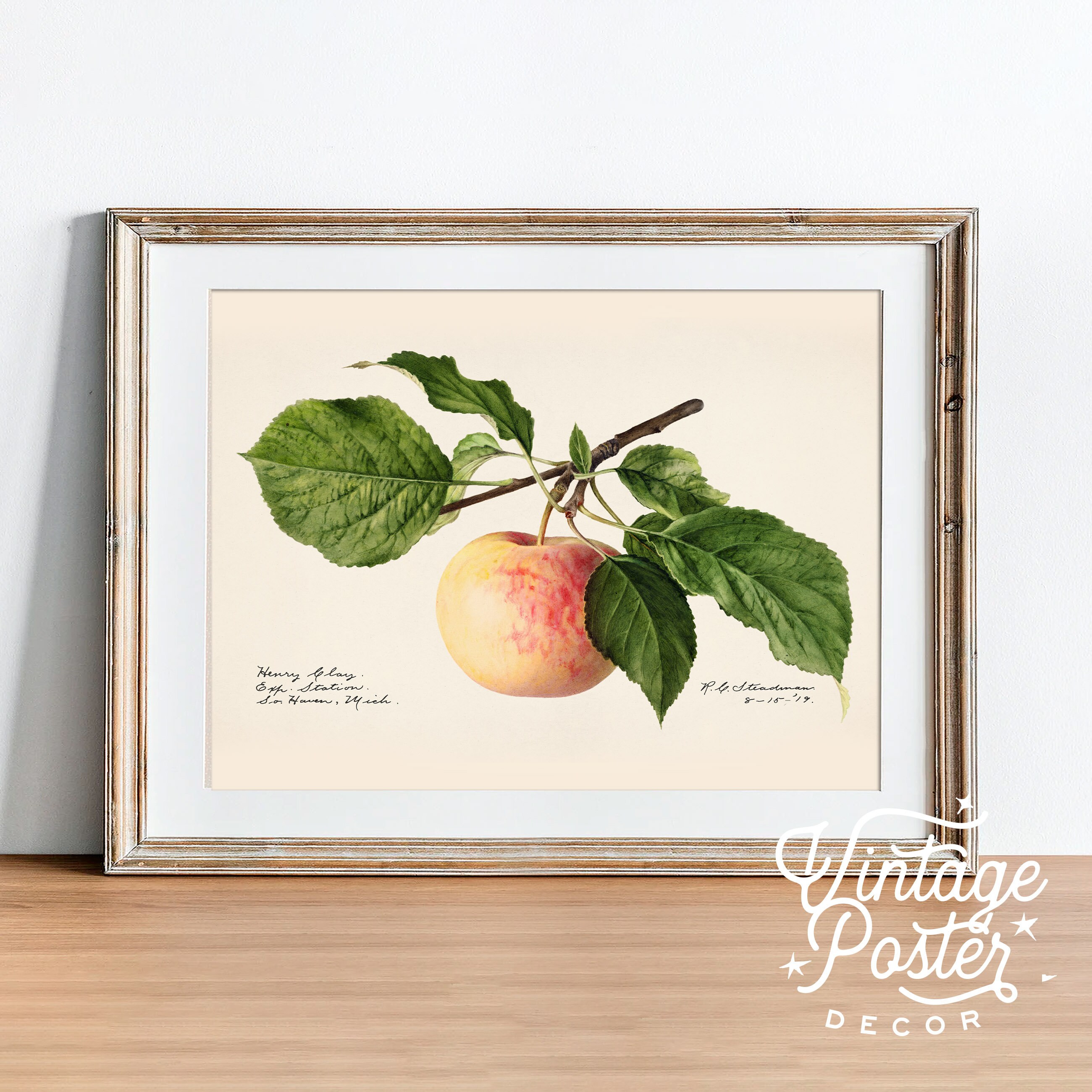 Apple Fruit Print Vintage Apple Poster Botanical Fruit | Etsy