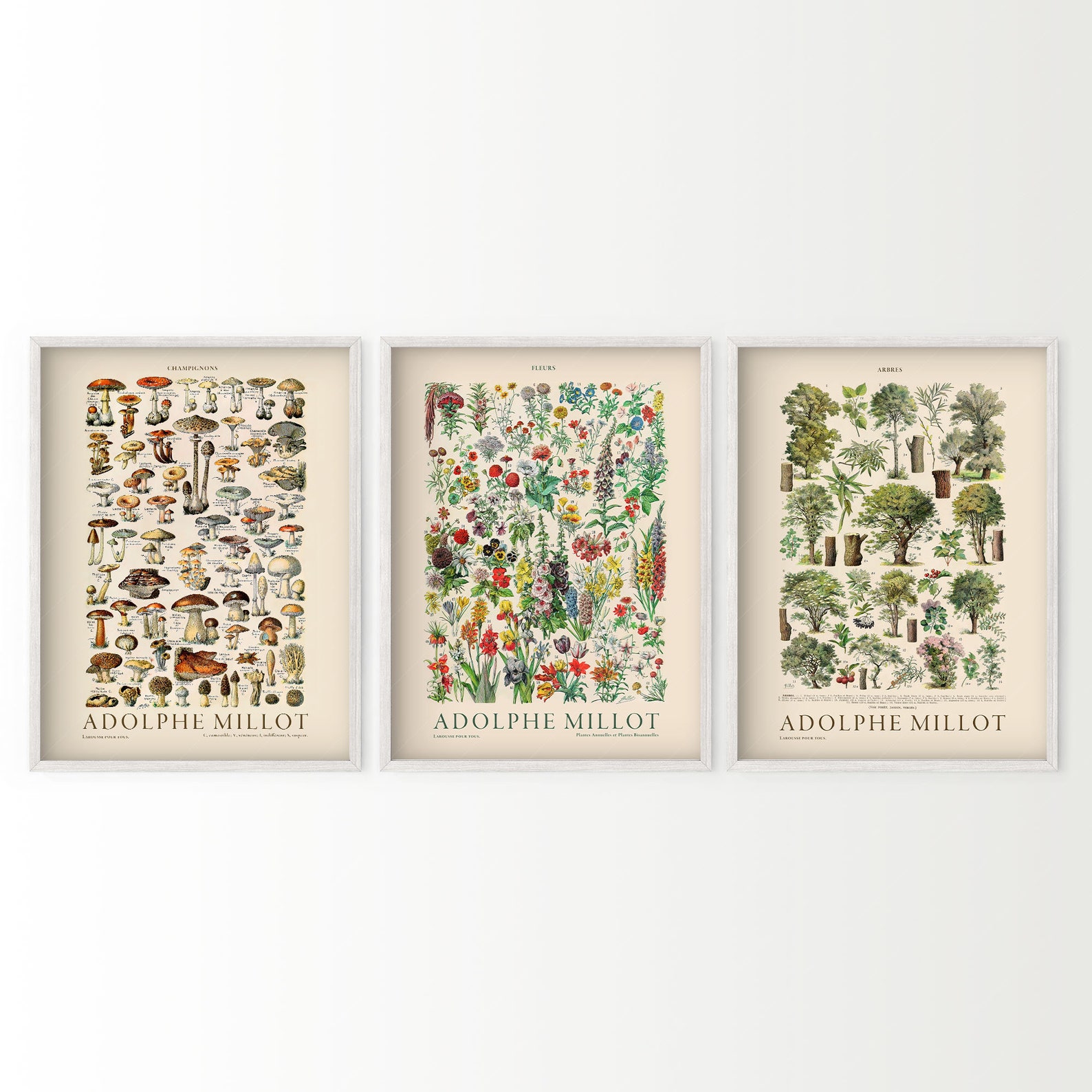 Set of 3 Botanical Poster, Adolphe Millot, Mushroom Print, Vintage ...