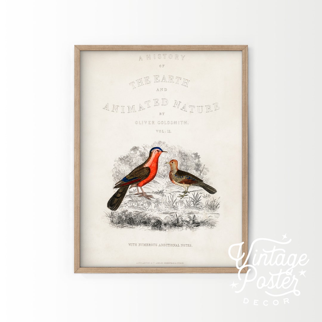 Vintage Bird Poster, Natural Historyprint, Botanical Poster, Birds Wall ...