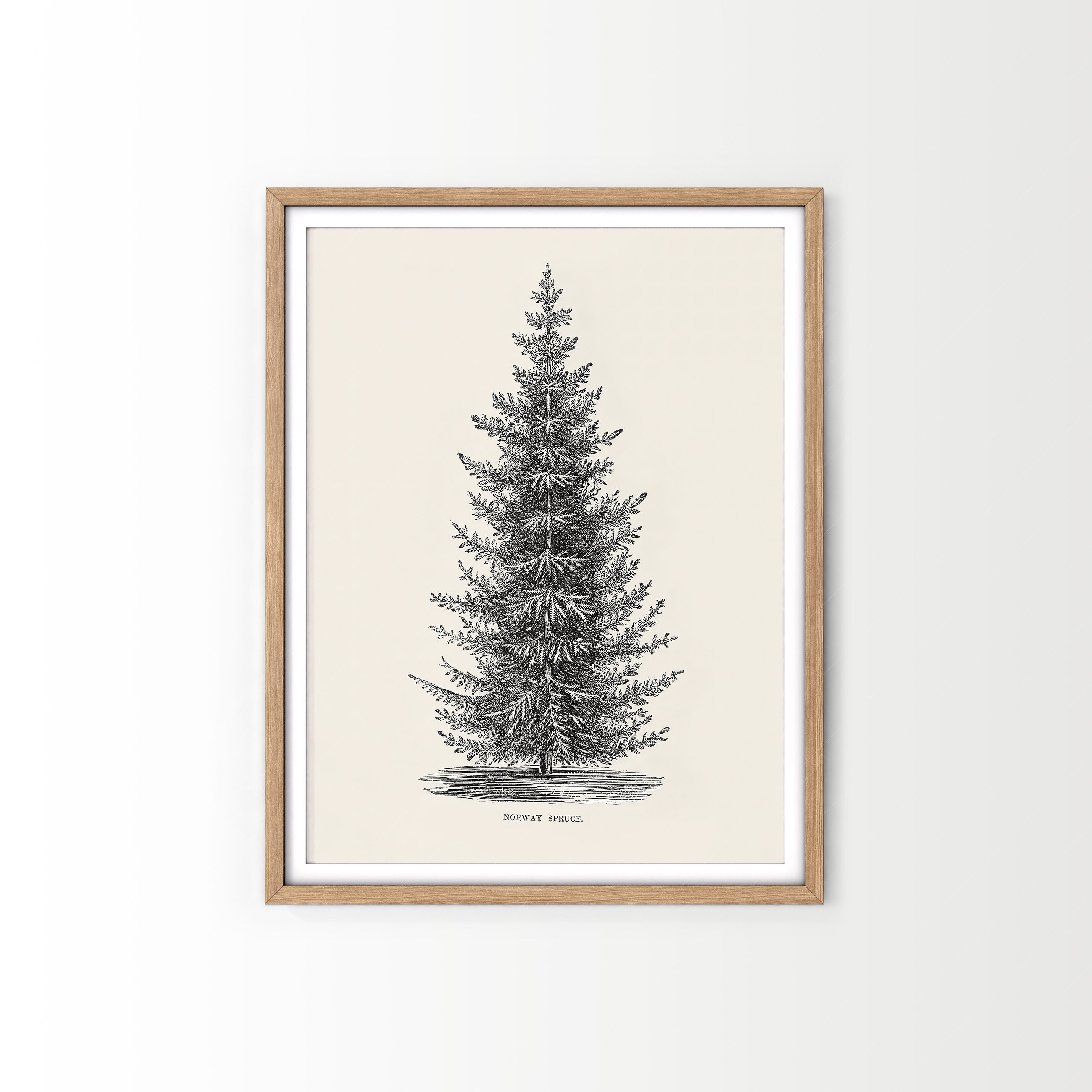 Norway spruce tree Botanical Print Forest Poster Winter | Etsy