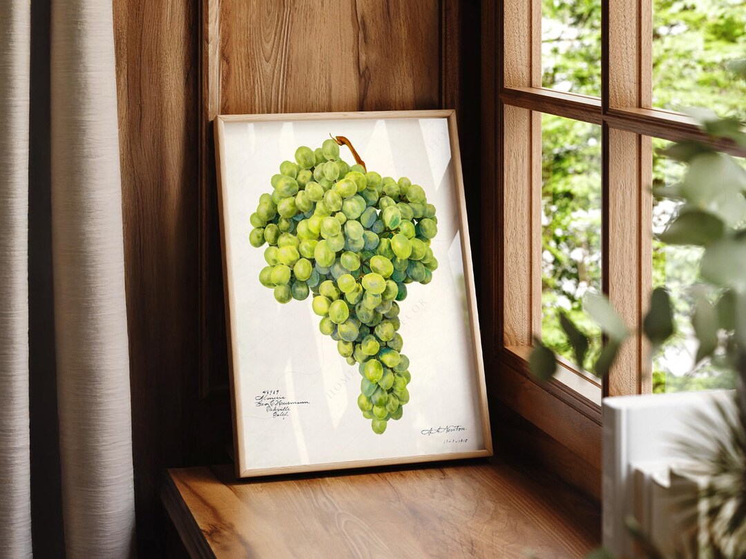 Vintage Green Grapes Botanical Art Print, Almeria Grapes Illustration ...