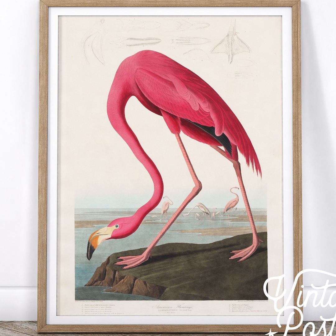 Flamingo Print, Antique Bird Painting, Pink Flamingo, Farmhouse Decor ...