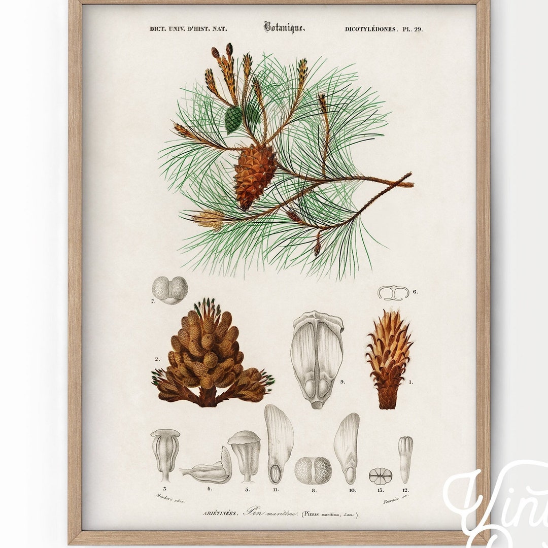 Botanical Poster, Pine Tree Wall Art, Pinus Sylvestris, Scots Pine ...
