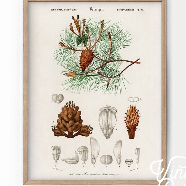 Pinus Resinosa Poster - Etsy