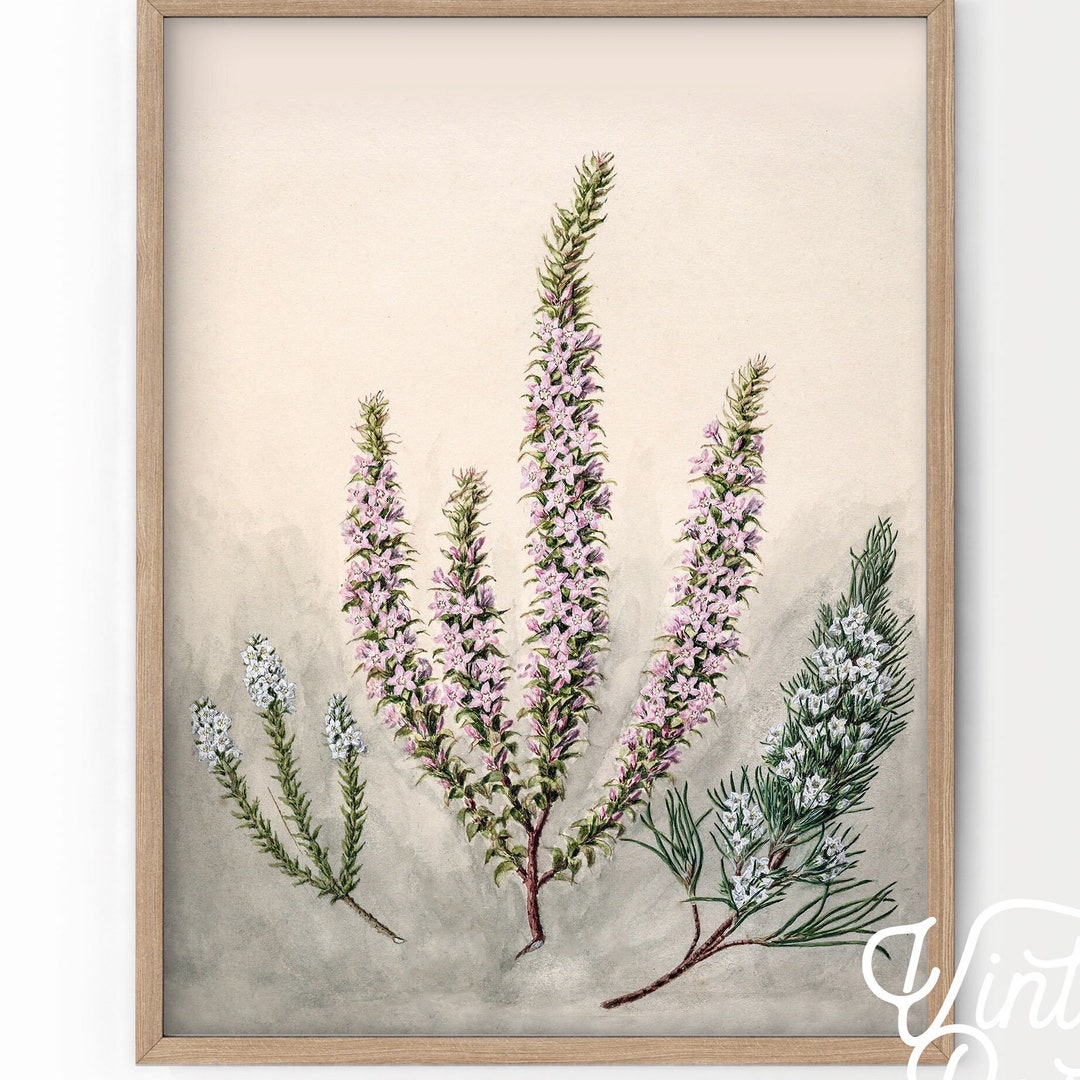 Lavender Botanical Print, Vintage Flower, Bohemian Poster, Flower Wall ...