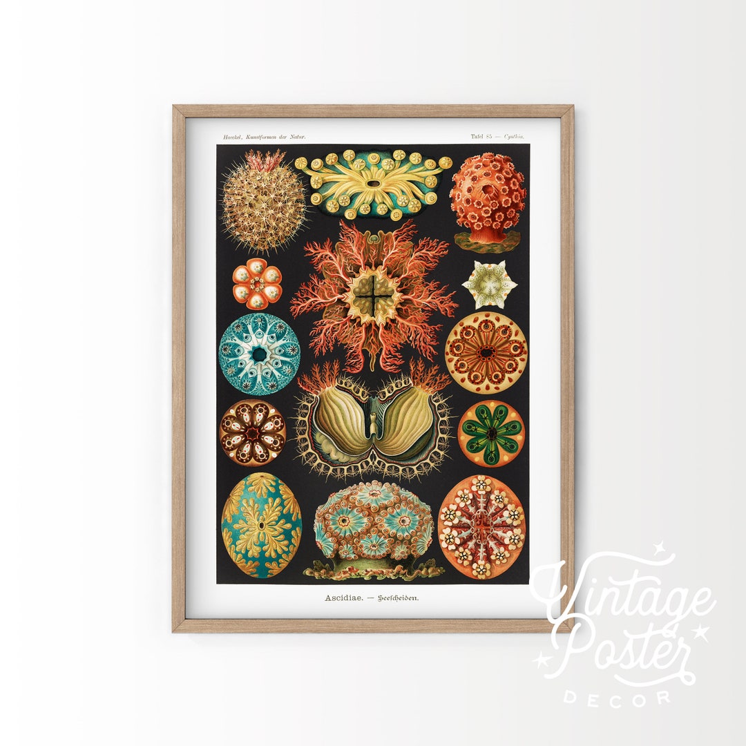 Sea Creatures Poster Ernst Haeckel Nautical Poster Beach - Etsy