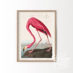 Flamingo Print, Antique Bird Painting, Pink Flamingo, Farmhouse Decor ...