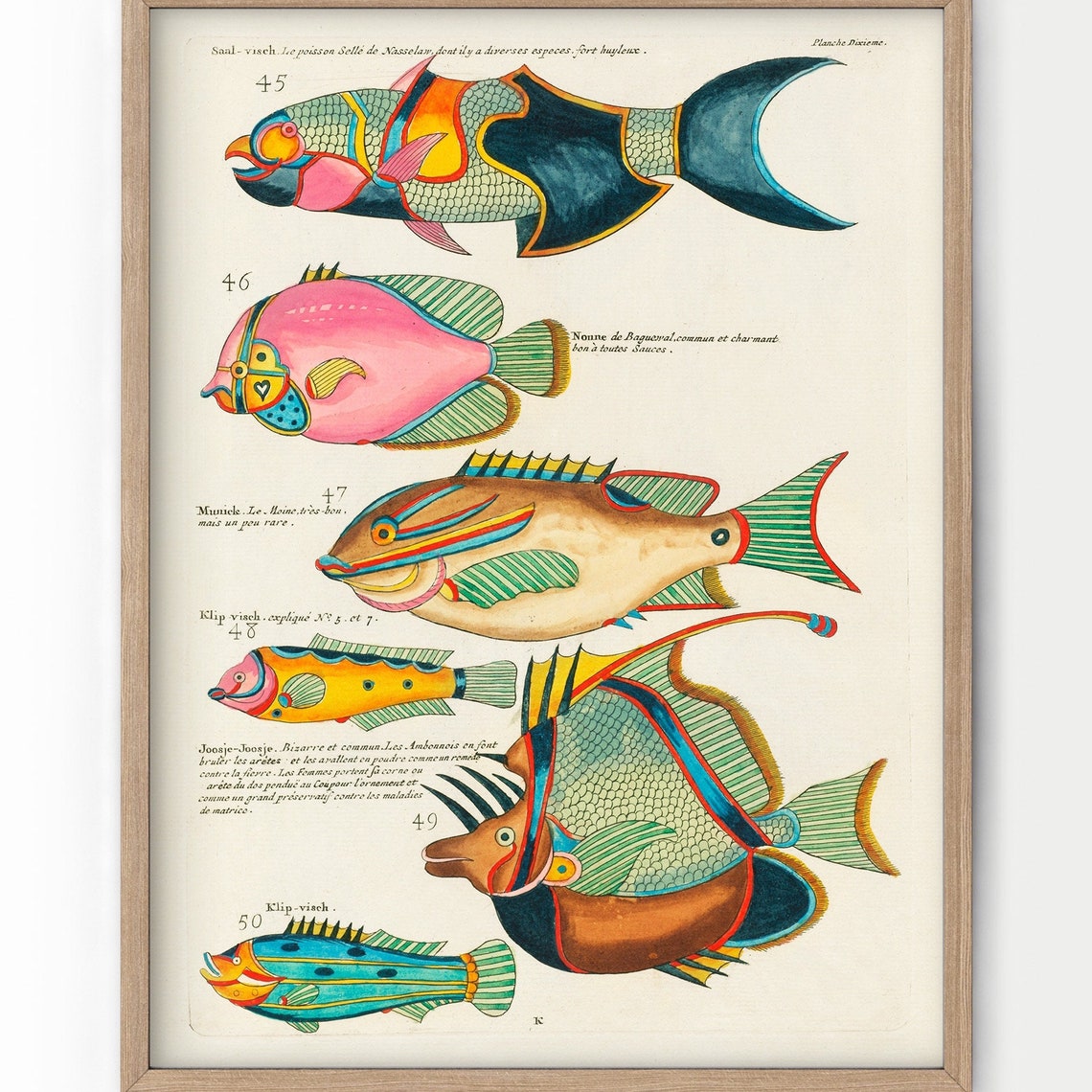 Antique Tropical Fish Art Print | Colorful Marine Life Illustration ...