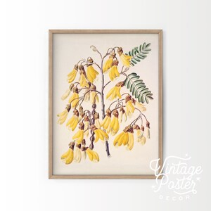 Floral Art Print, Botanical Flower, Yellow Flower Drawing, Antique ...
