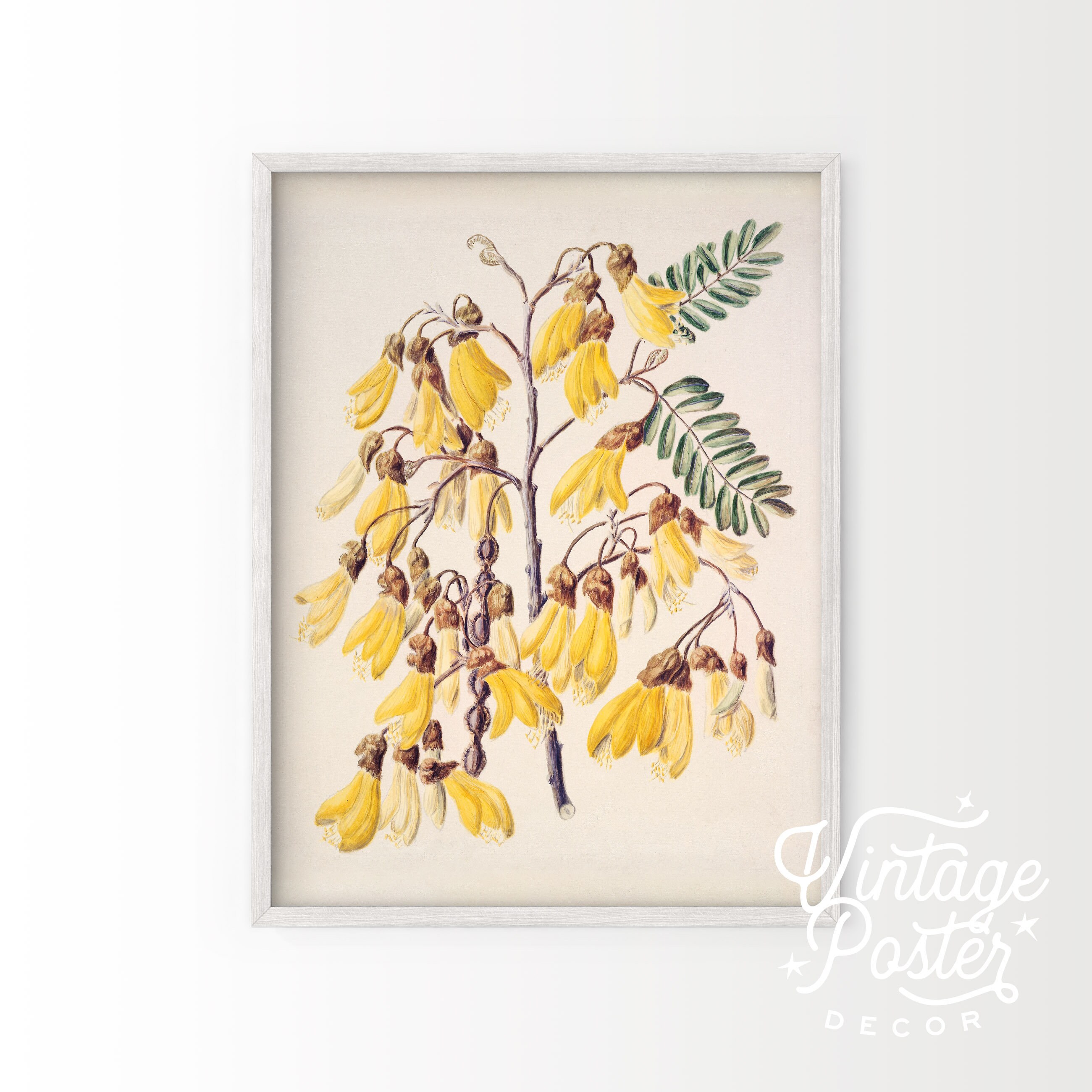 Botanical Art Print, Yellow Flower Drawing, Antique Floral Plant - Etsy