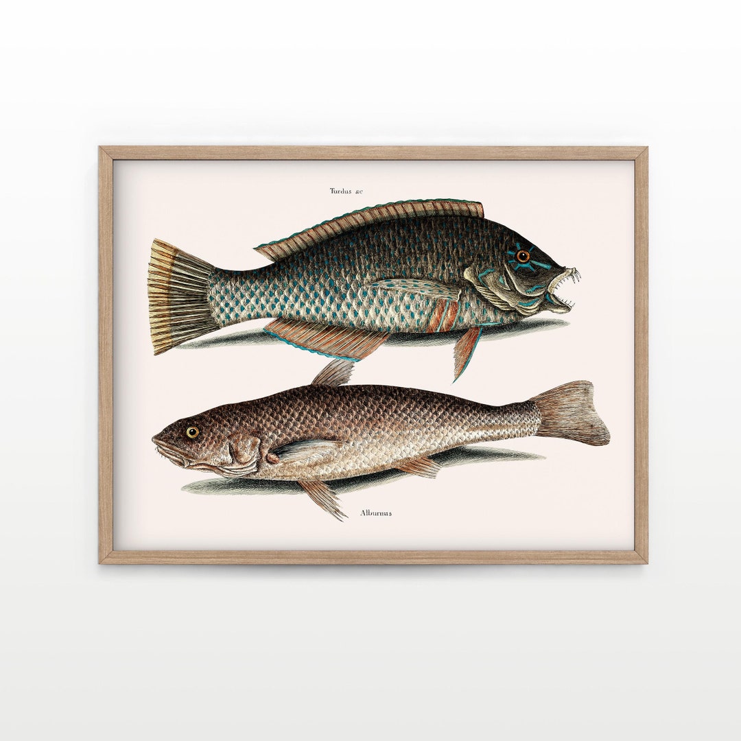 Nautical Decor Antique Fish Print Beach House Decor Vintage Coastal ...