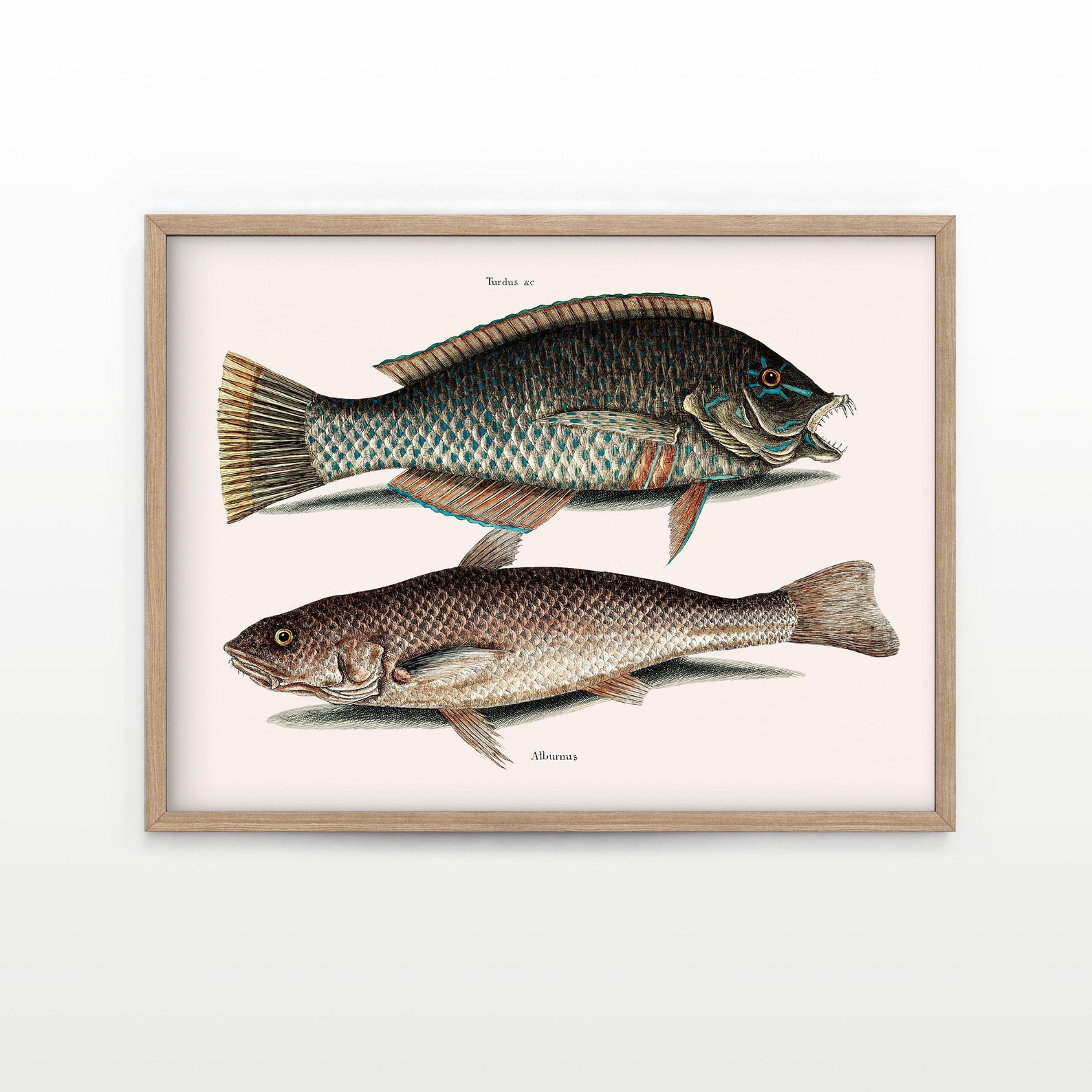 Antique Fish Print - Vintage Nautical Coastal Wall Art 1-9 - Etsy