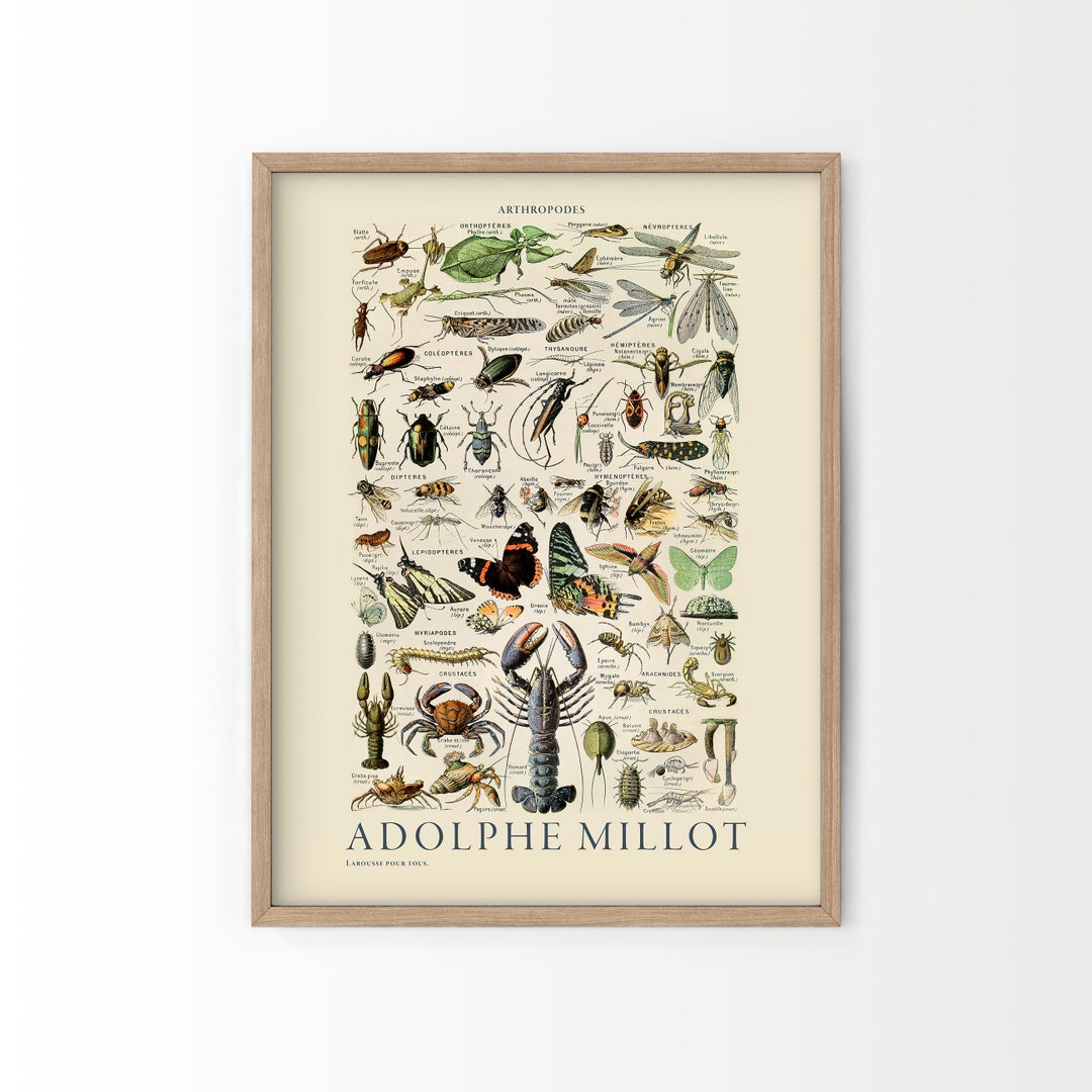 Vintage Print Adolphe Millot Poster Ocean Wall Art - Etsy