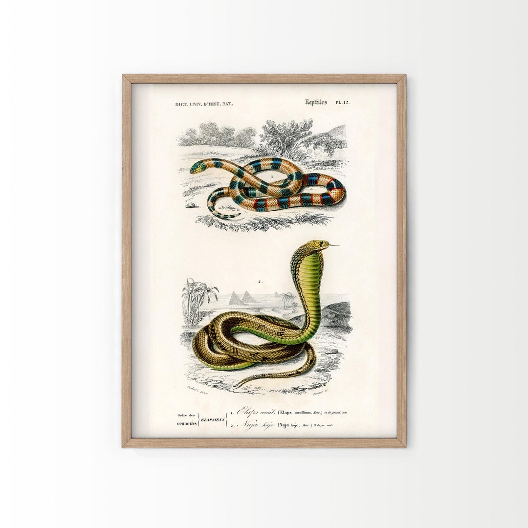 Snakes Print Vintage Animal Art Antique Snakes Rattlesnake Poster 19th ...