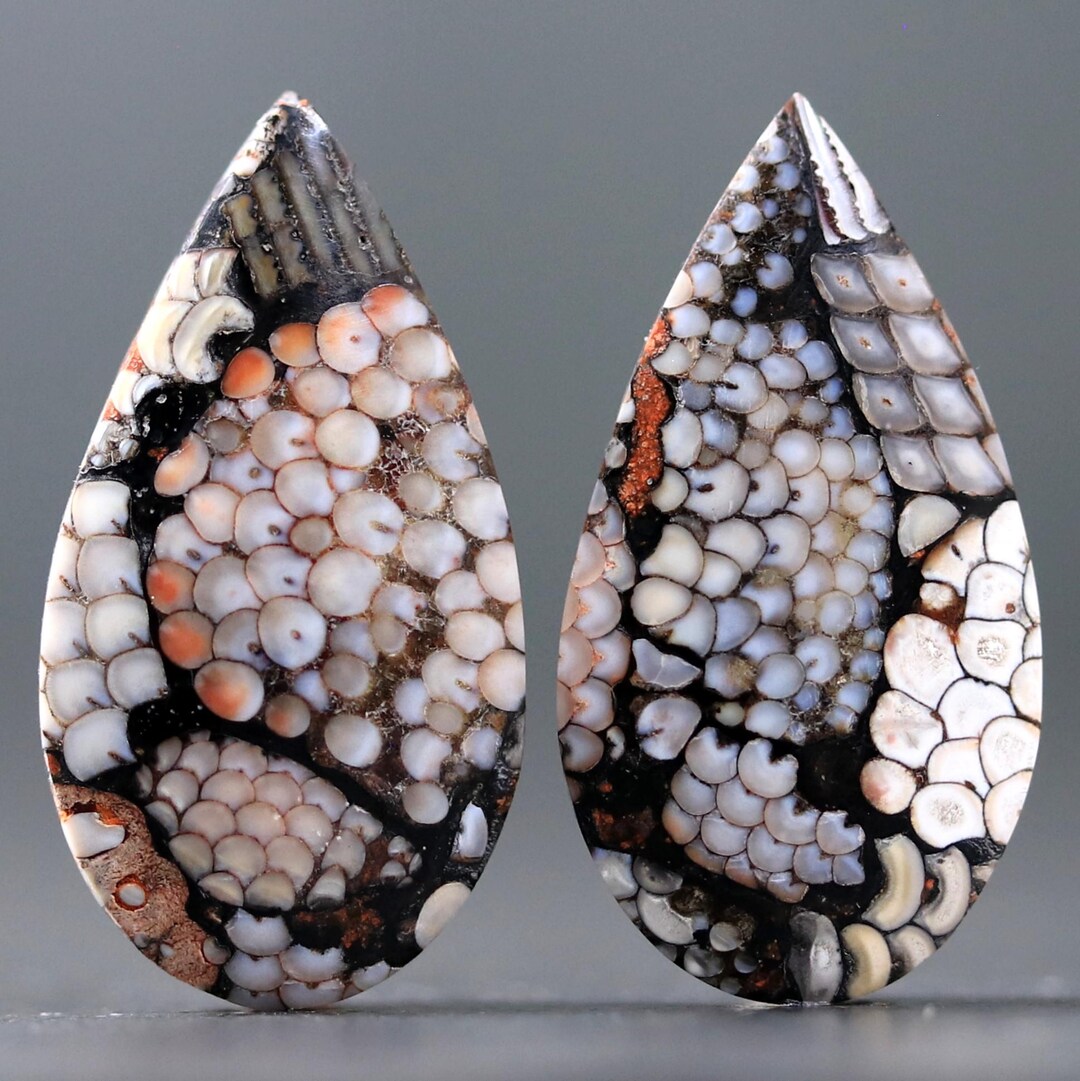 Snakeskin Cabochon Fossilized Fish Mouth Plate Mosaic Stone Earring ...