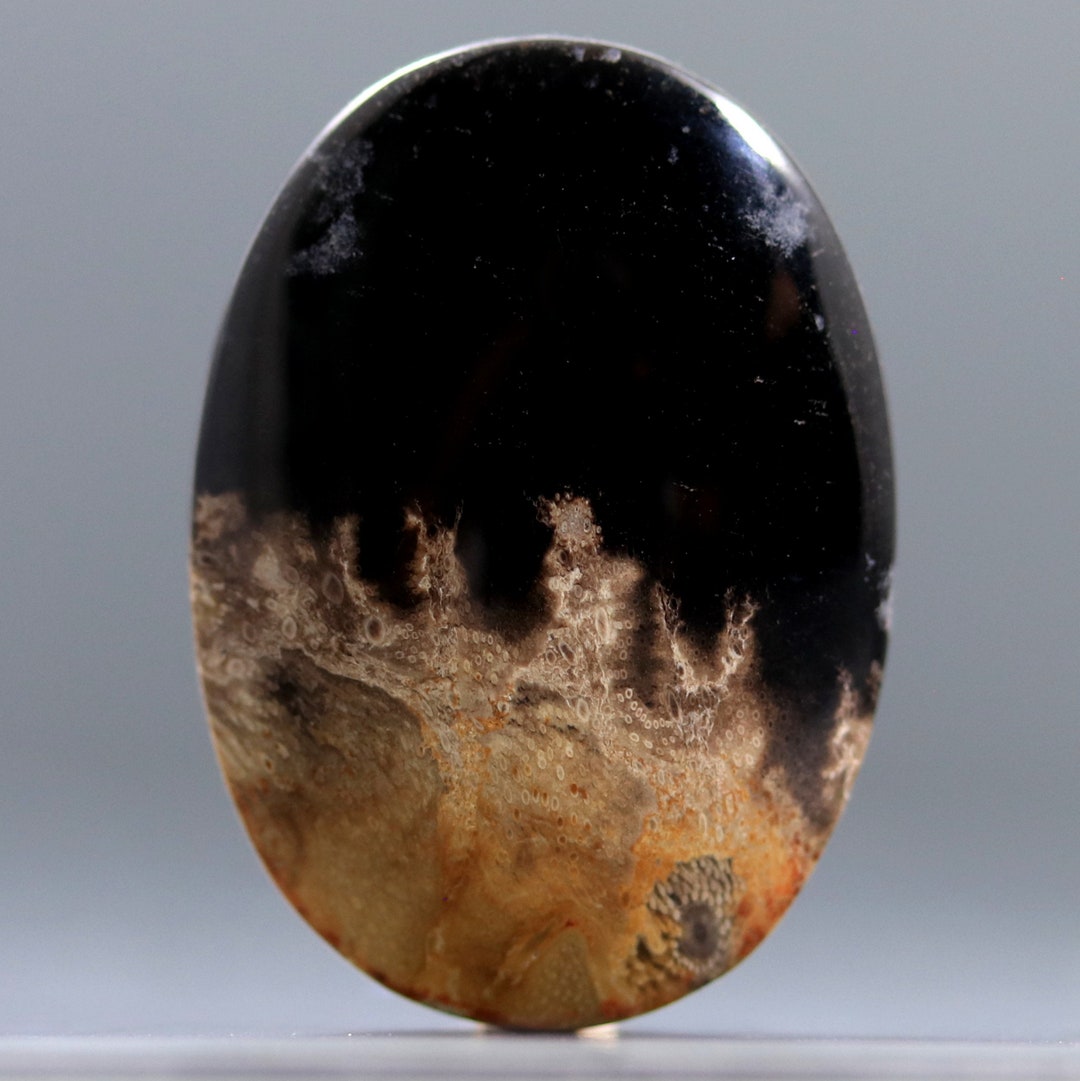 Palm Root Fossil Cabochon Earth Tone Flame Pattern Oval Stone - Etsy