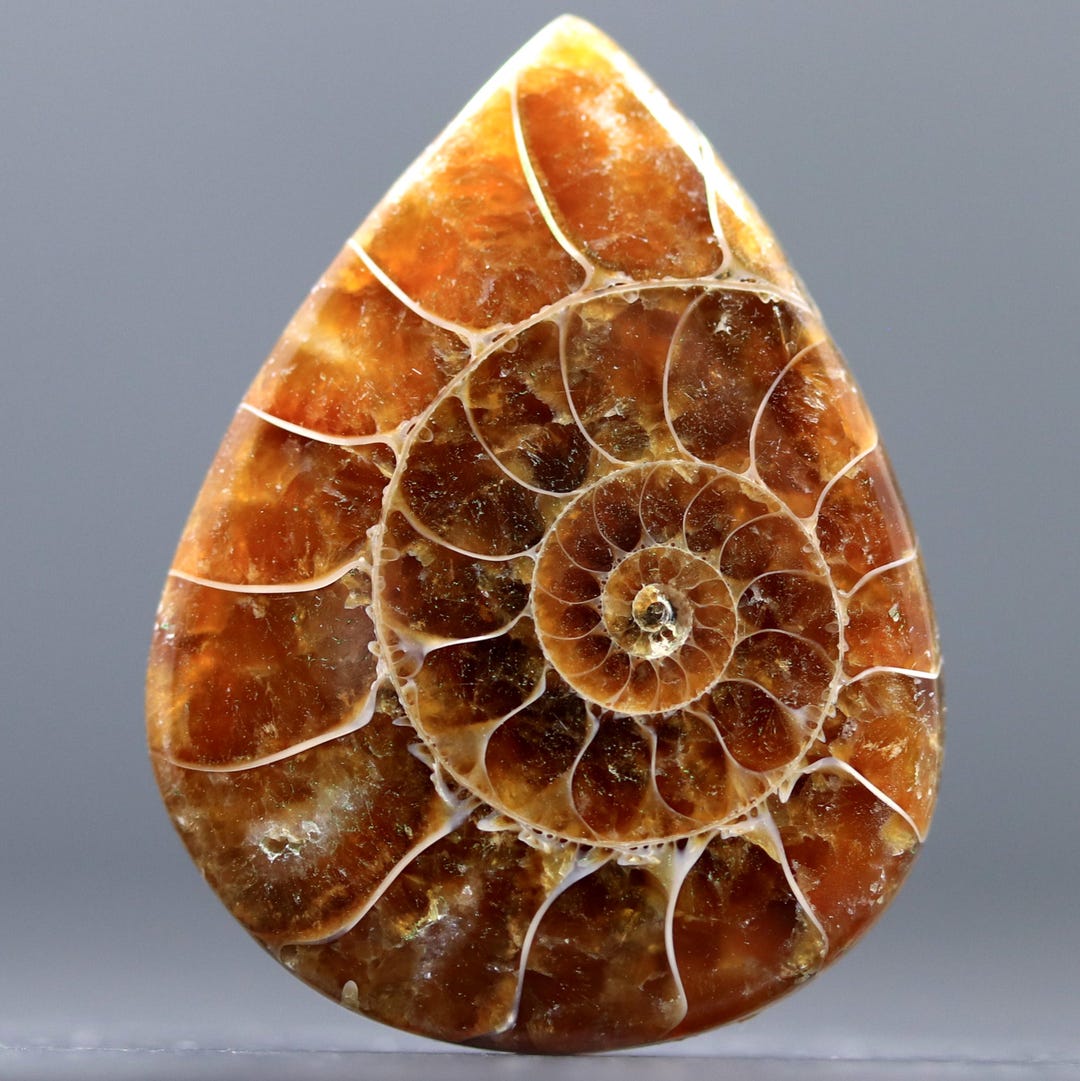 Ammonite Fossil Cabochon Cut and Polished Natural Stone Fibonacci ...