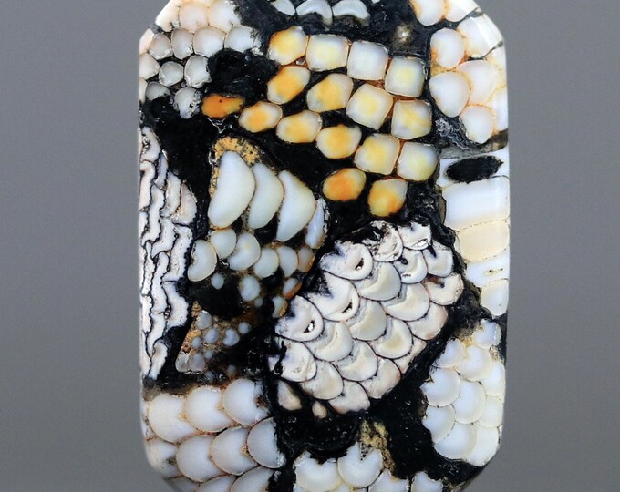 Snakeskin Stone Fossilized Fish Mouth Palate Wrasse Fossil Cabochon - Etsy