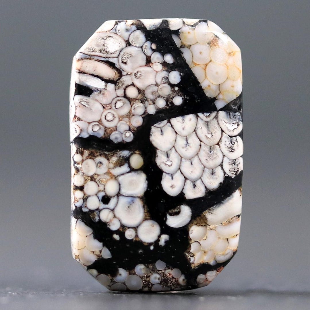 Snakeskin Cabochon Fossilized Fish Mouth Plate Mosaic Stone - Etsy