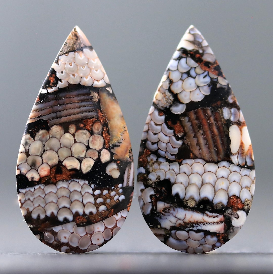 Snakeskin Cabochon Wrasse Fish Mouth Plate Fossil Mosaic Stone Earring ...