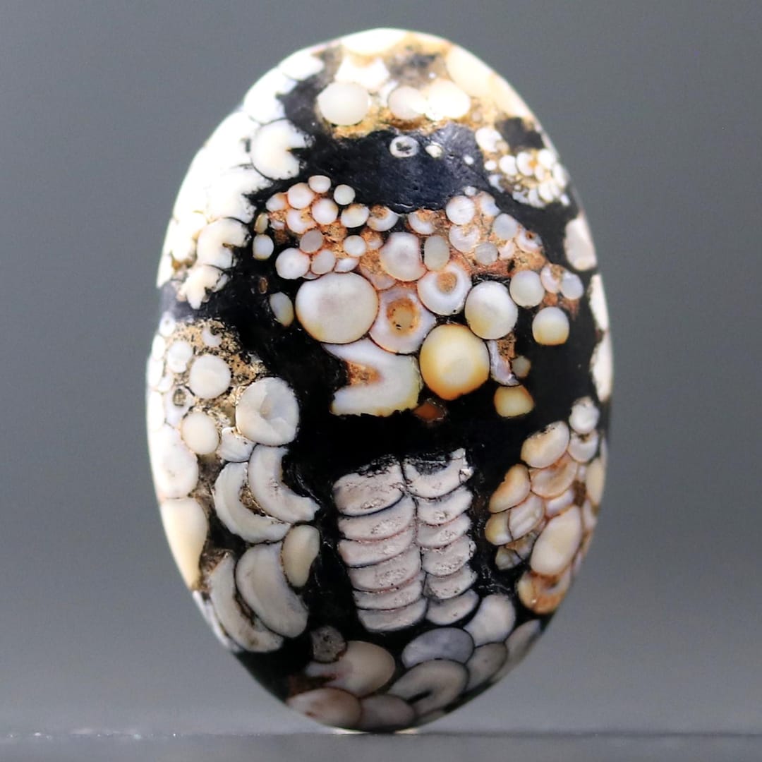 Snake Skin Cabochon Wrasse Fish Mouth Plate Fossil Mosaic Stone - Etsy