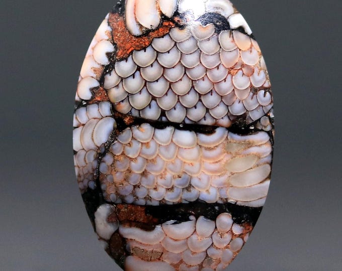 Snake Skin Cabochon Wrasse Fish Mouth Plate Fossil Mosaic Stone - Etsy