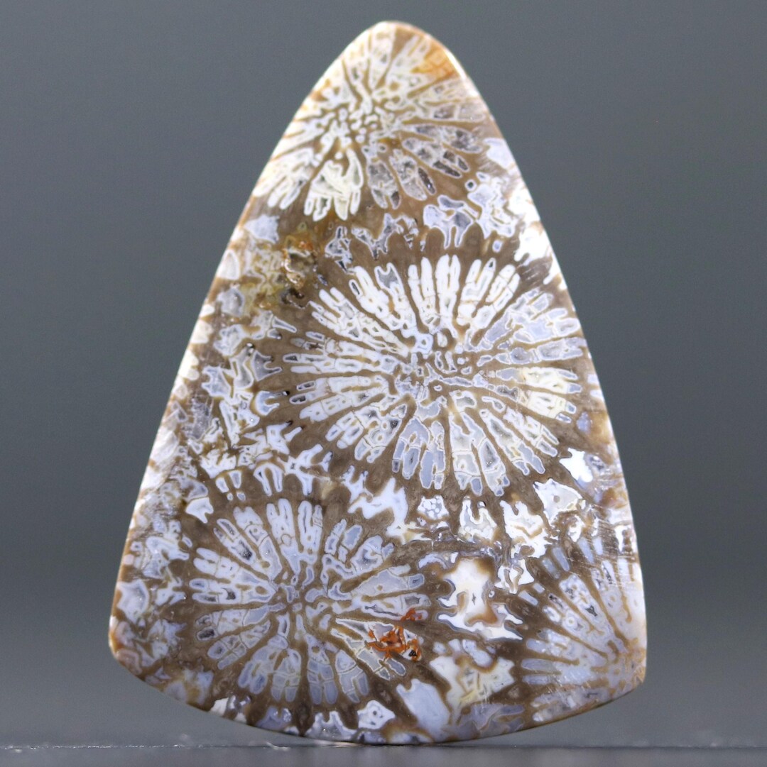 Coral Fossil Cabochon Triangle Shape Gemstone Polished Mineral Specimen ...