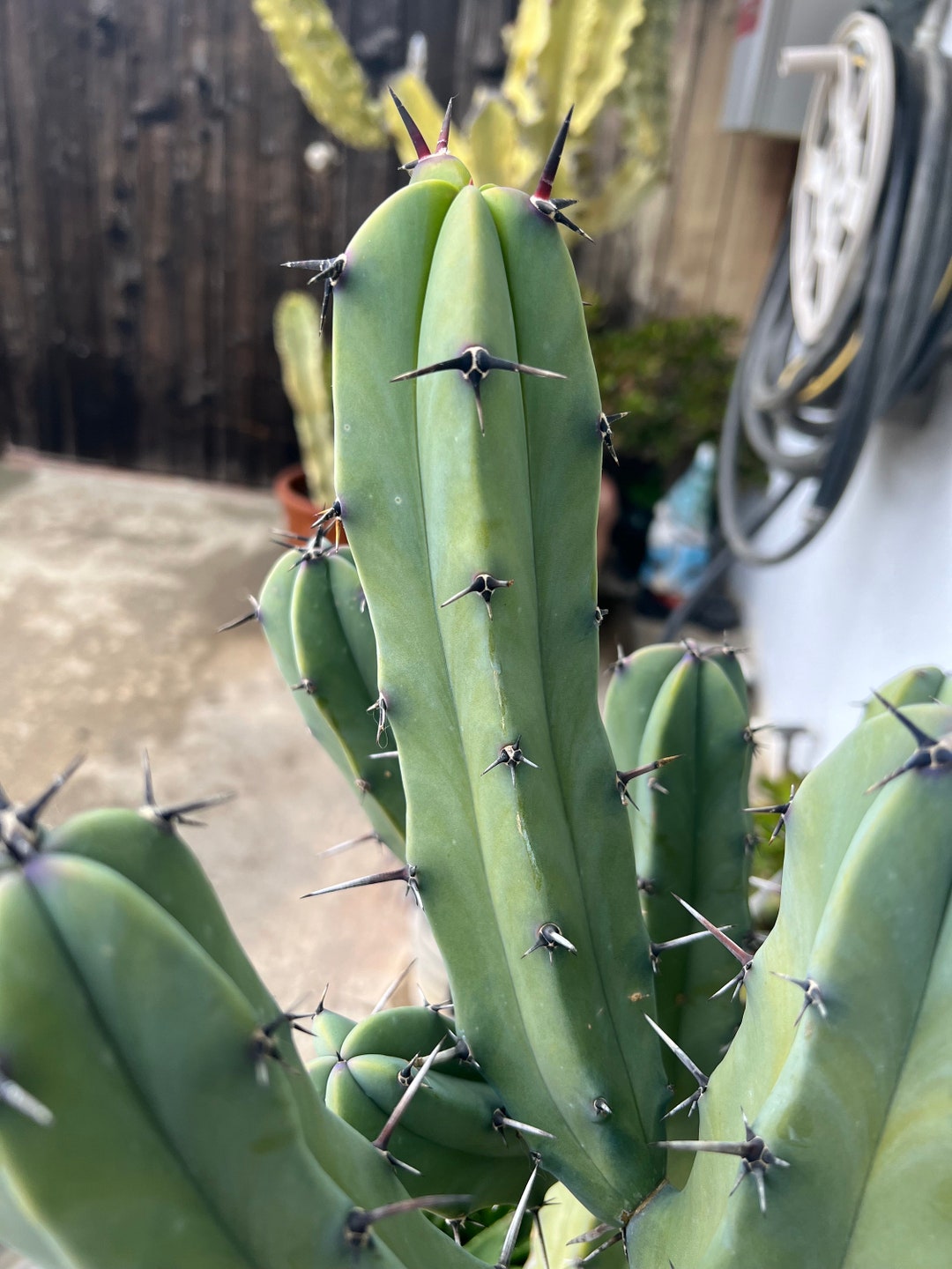 Blue Myrtle Cactus - Etsy