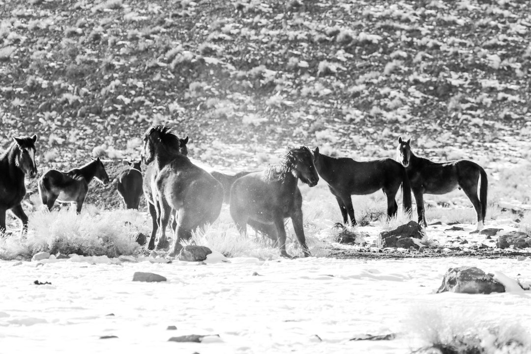 Horse Photography, Rugged Horse Print, Wild Mustangs, Horse Wall Art ...